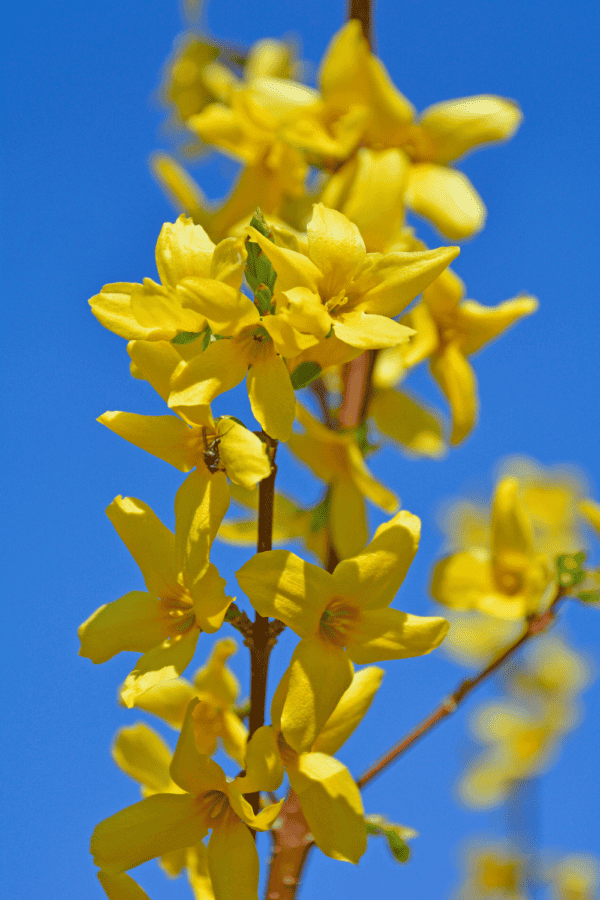 16 Stunning Yellow Flowering Trees to Brighten Up Your Garden
