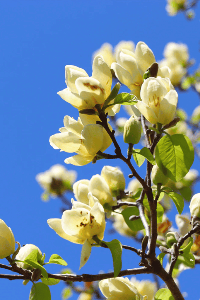 16 Stunning Yellow Flowering Trees to Brighten Up Your Garden