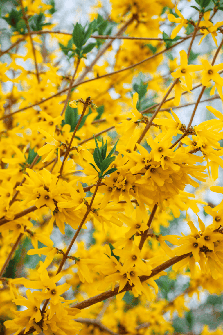 16 Stunning Yellow Flowering Trees to Brighten Up Your Garden