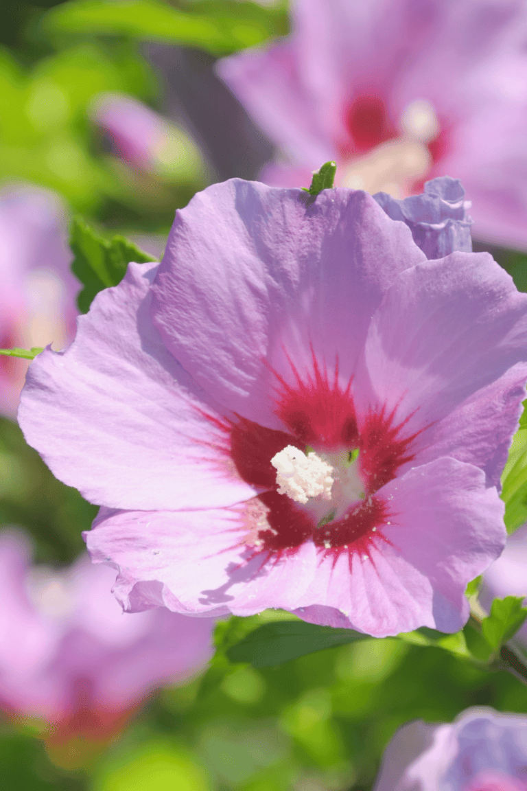 29 Stunning Pink Flowering Trees to Transform Your Garden