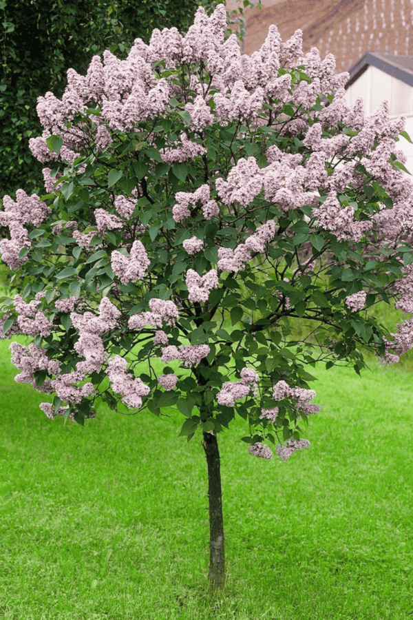 29 Enchanting Purple Flowering Trees to Brighten Your Landscape