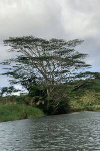 Explore 21 of the World's Most Famous & Record-Breaking Trees