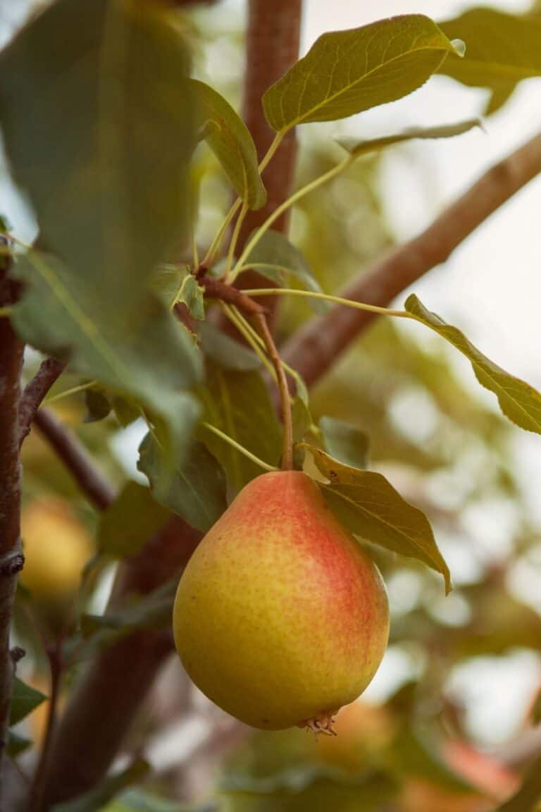 14 Fastest Growing Pear Trees That Bear Fruit Quickly (1st Year)