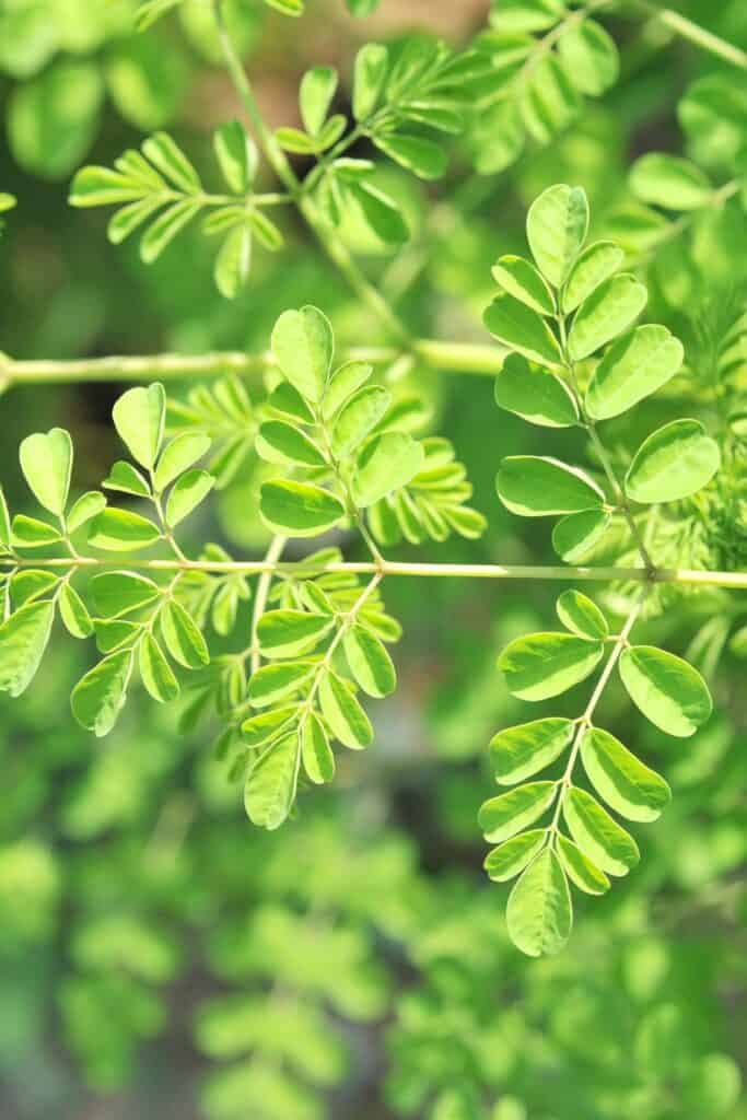 19 Fastest Growing Trees with Growth Rates up to 32 Ft Per Year!