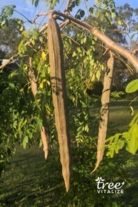 19 Fastest Growing Trees with Growth Rates up to 32 Ft Per Year!