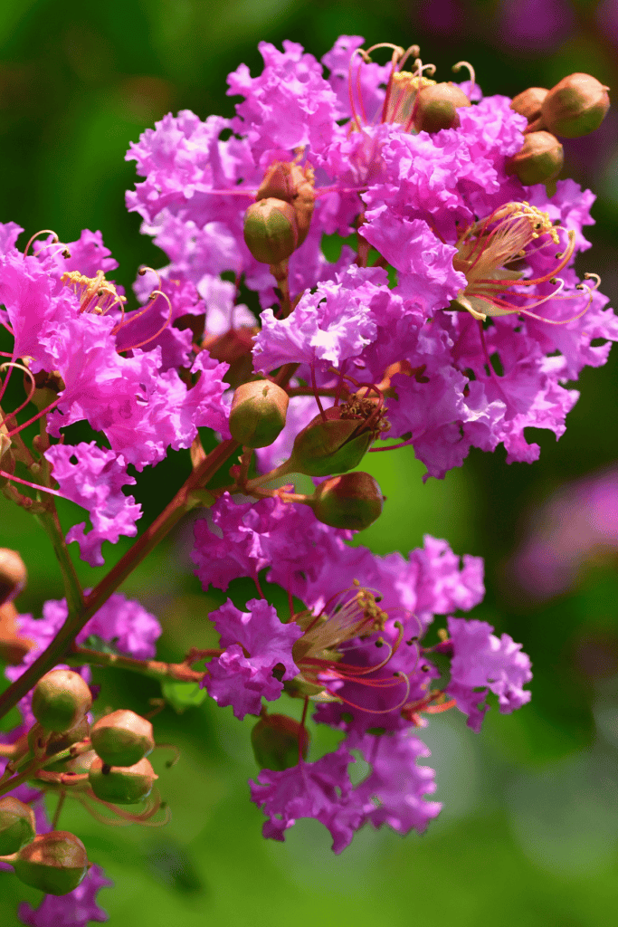 29 Enchanting Purple Flowering Trees to Brighten Your Landscape
