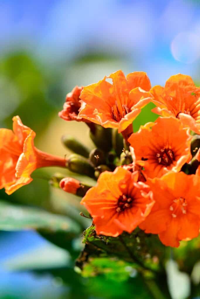 21 Must-Have Spectacular Orange Flowering Trees That Impress