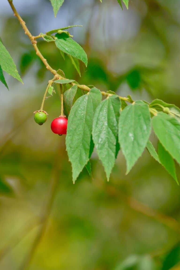 19 Fastest Growing Trees with Growth Rates up to 32 Ft Per Year!