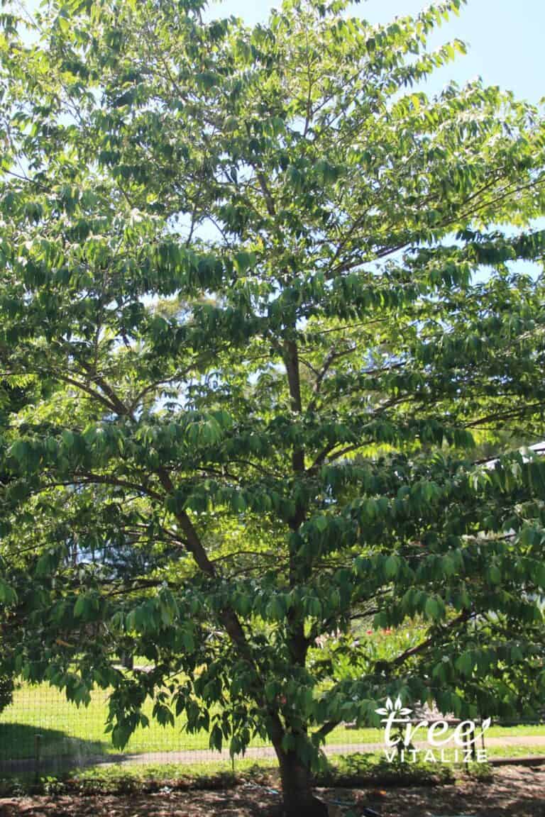 19 Fastest Growing Trees with Growth Rates up to 32 Ft Per Year!