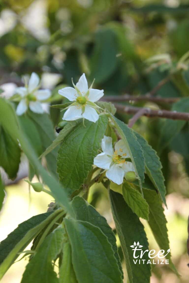 19 Fastest Growing Trees with Growth Rates up to 32 Ft Per Year!