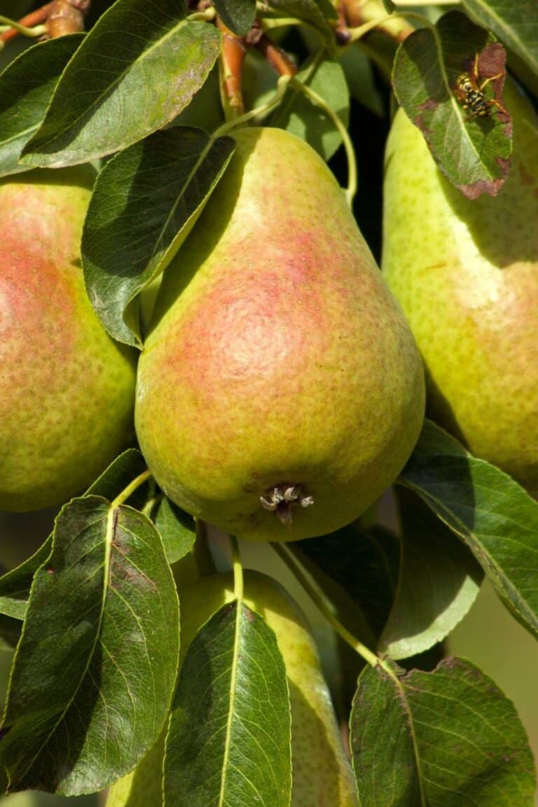 14 Fastest Growing Pear Trees That Bear Fruit Quickly (1st Year)