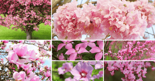 29 Stunning Pink Flowering Trees to Transform Your Garden