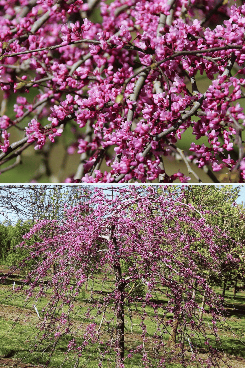 40 Small Flowering Trees That Will Bring Your Yard to Life