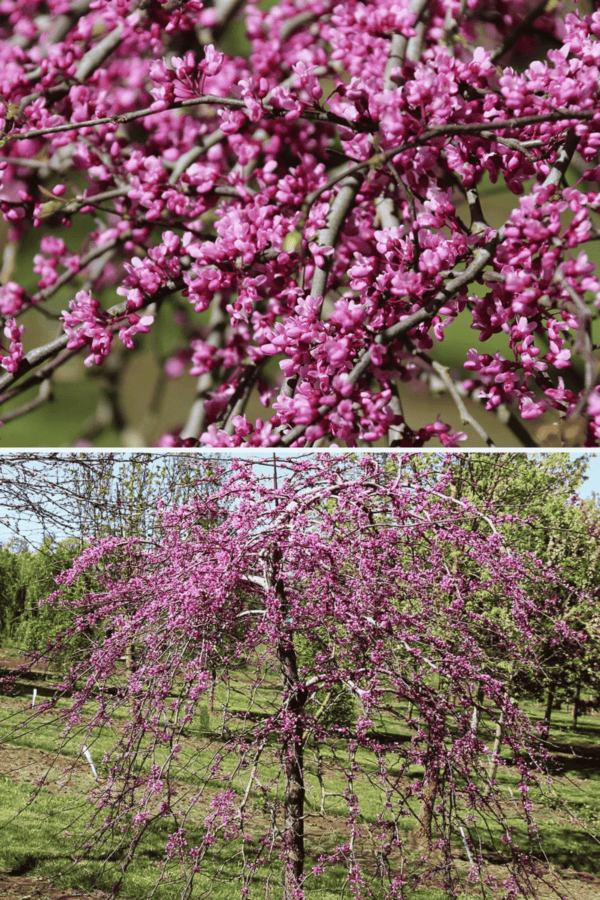 40 Small Flowering Trees That Will Bring Your Yard to Life