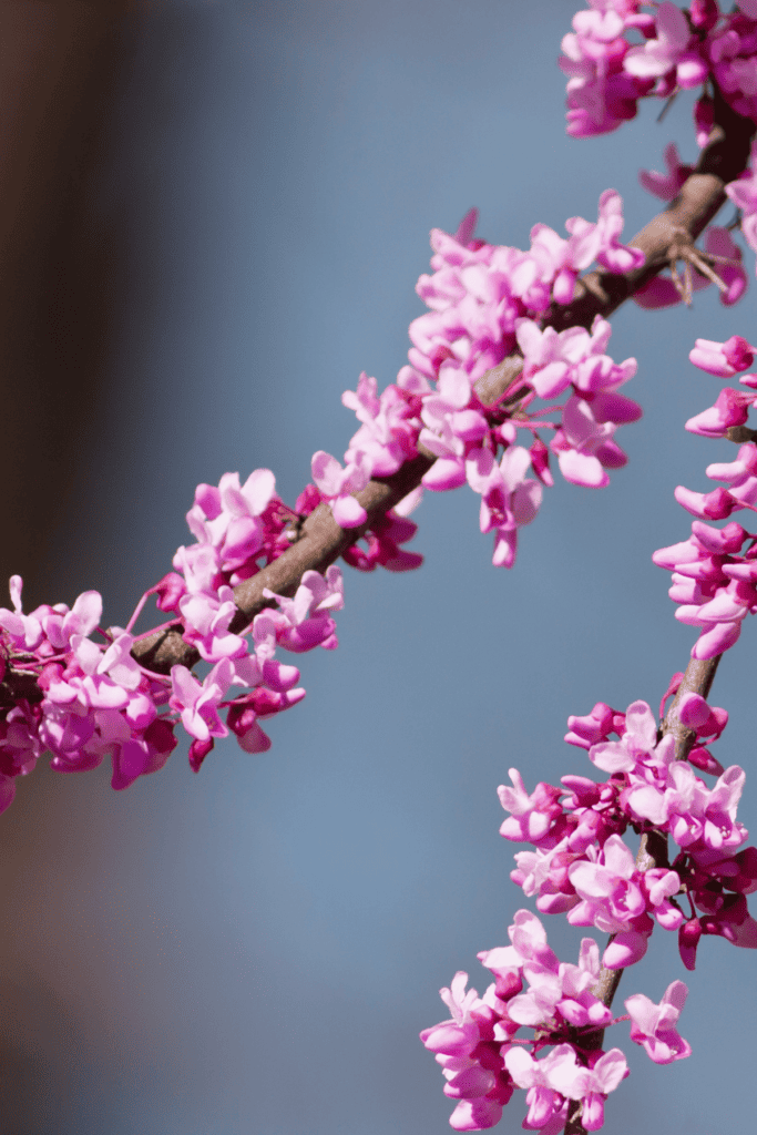 29 Stunning Pink Flowering Trees to Transform Your Garden