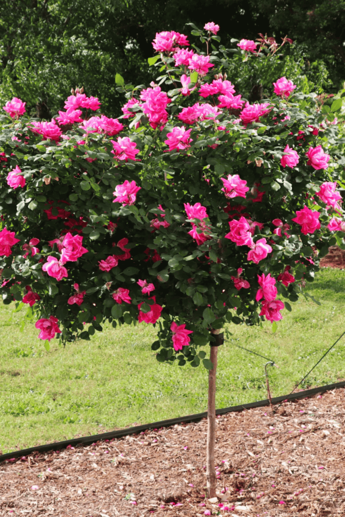 29 Stunning Pink Flowering Trees to Transform Your Garden