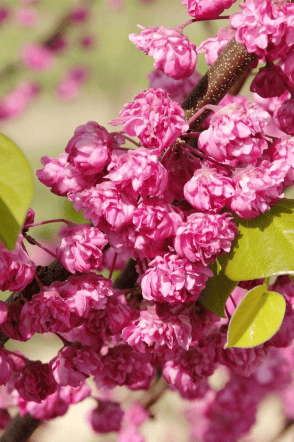 29 Stunning Pink Flowering Trees to Transform Your Garden