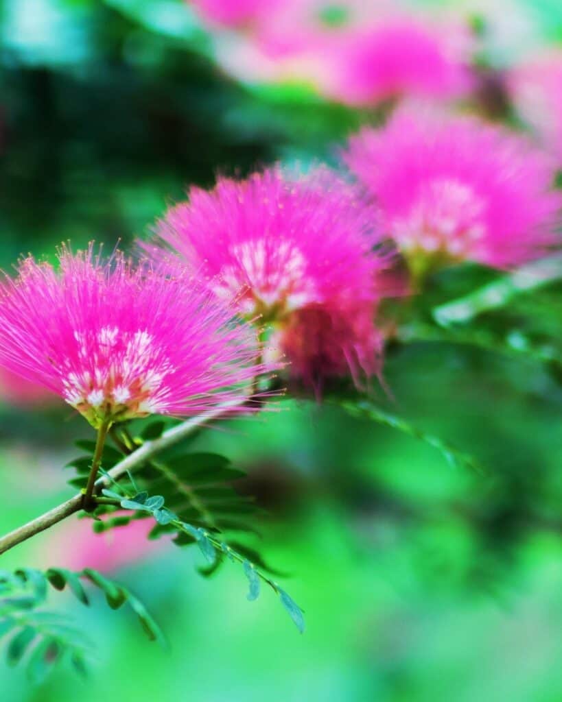 40 Small Flowering Trees That Will Bring Your Yard to Life