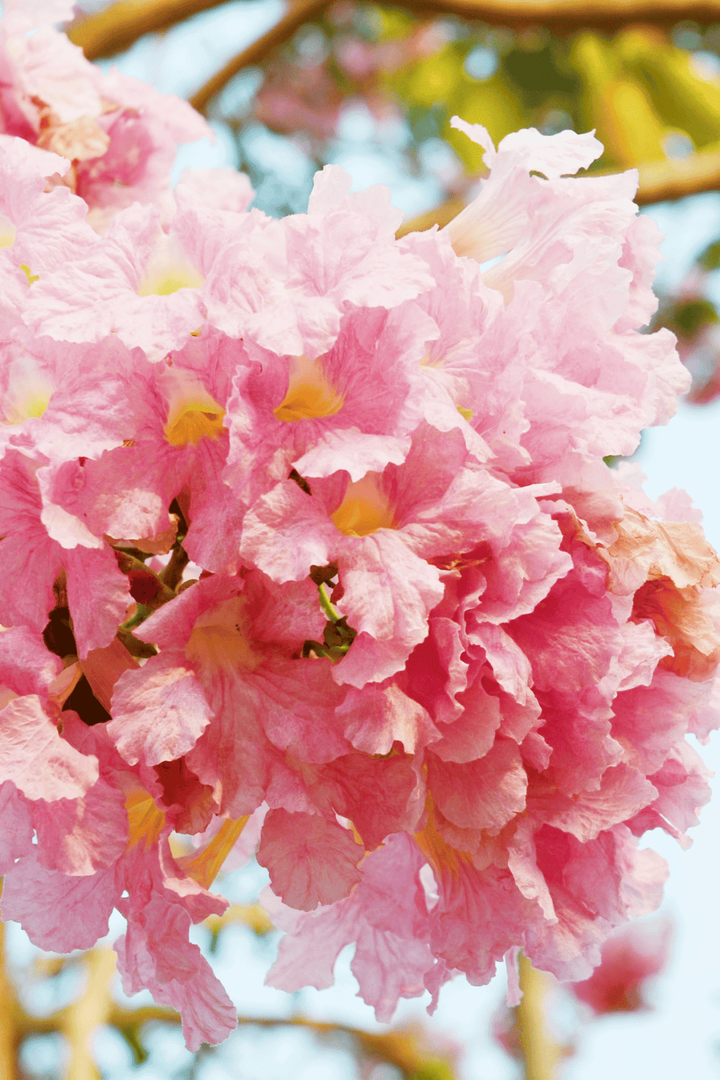 29 Stunning Pink Flowering Trees to Transform Your Garden