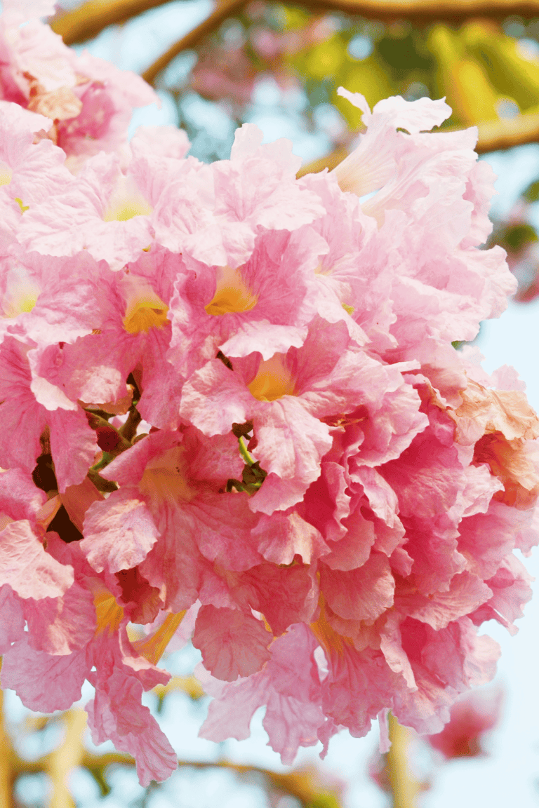 29 Stunning Pink Flowering Trees to Transform Your Garden