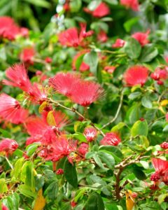 40 Small Flowering Trees That Will Bring Your Yard to Life