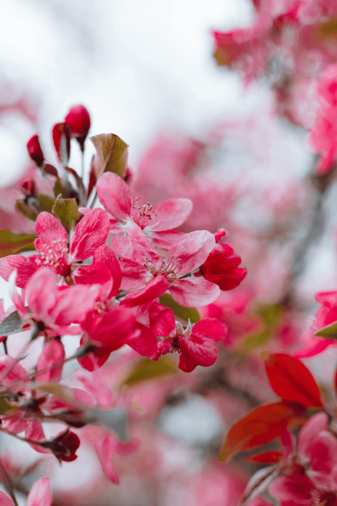 29 Stunning Pink Flowering Trees to Transform Your Garden