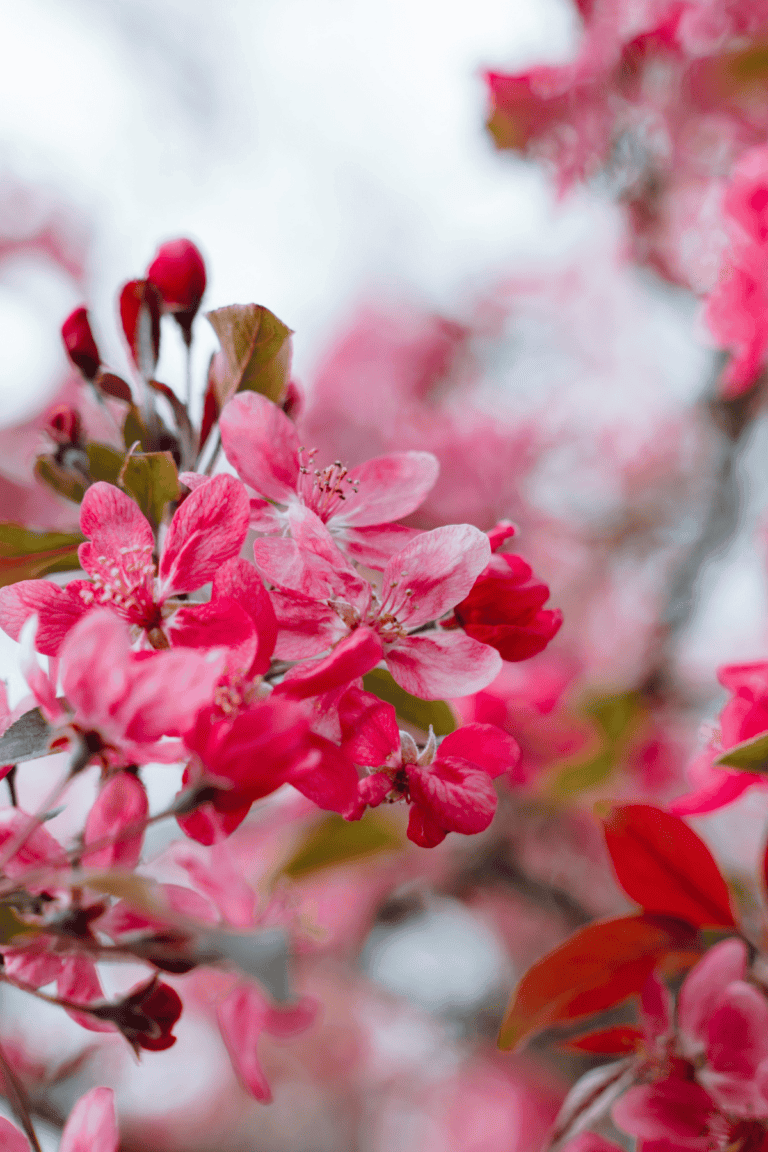29 Stunning Pink Flowering Trees to Transform Your Garden