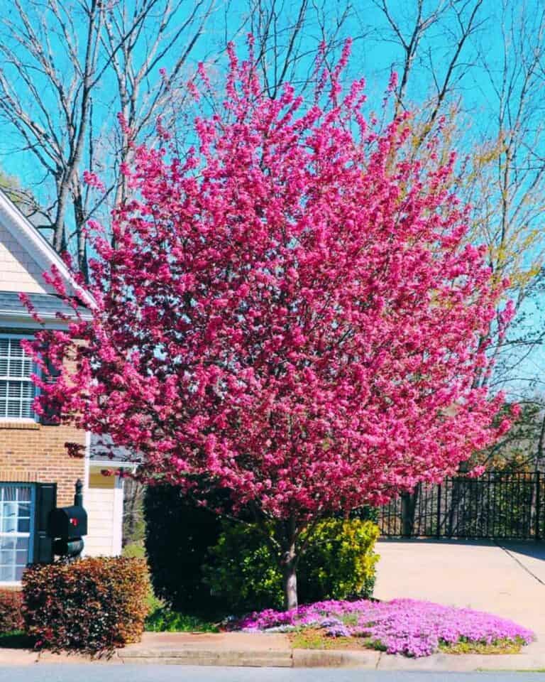 13 Small Trees With Non-Invasive Roots for Courtyards & Backyards