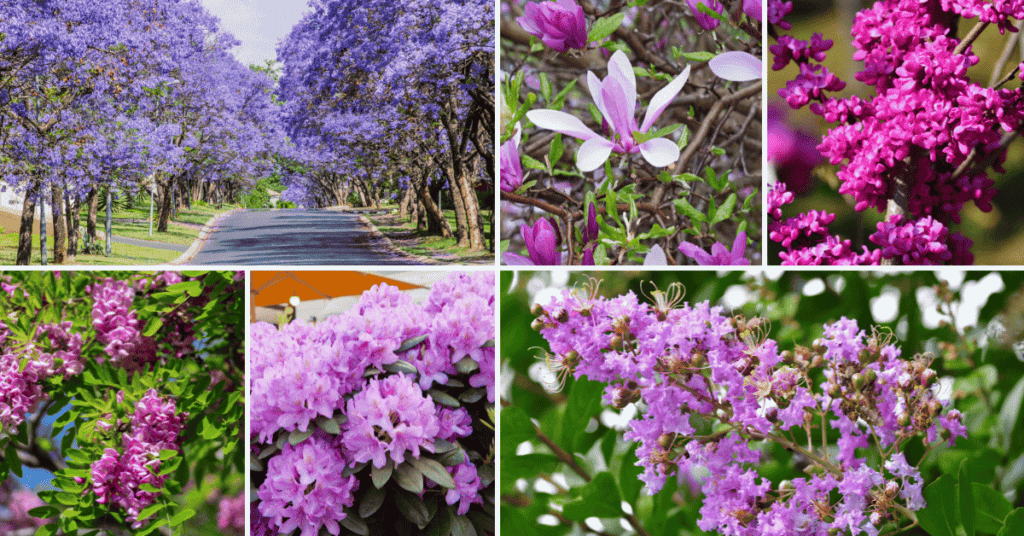 20 Full-Sized & Small Ornamental Flowering Trees for Zone 7