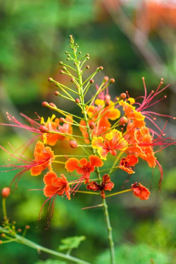 21 Must-Have Spectacular Orange Flowering Trees That Impress