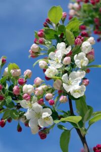 11 Fastest Growing Apple Trees That Bear Fruit Quickly (1st Year)