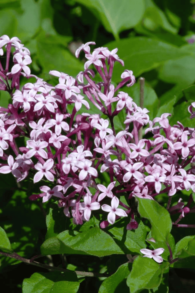 29 Enchanting Purple Flowering Trees to Brighten Your Landscape