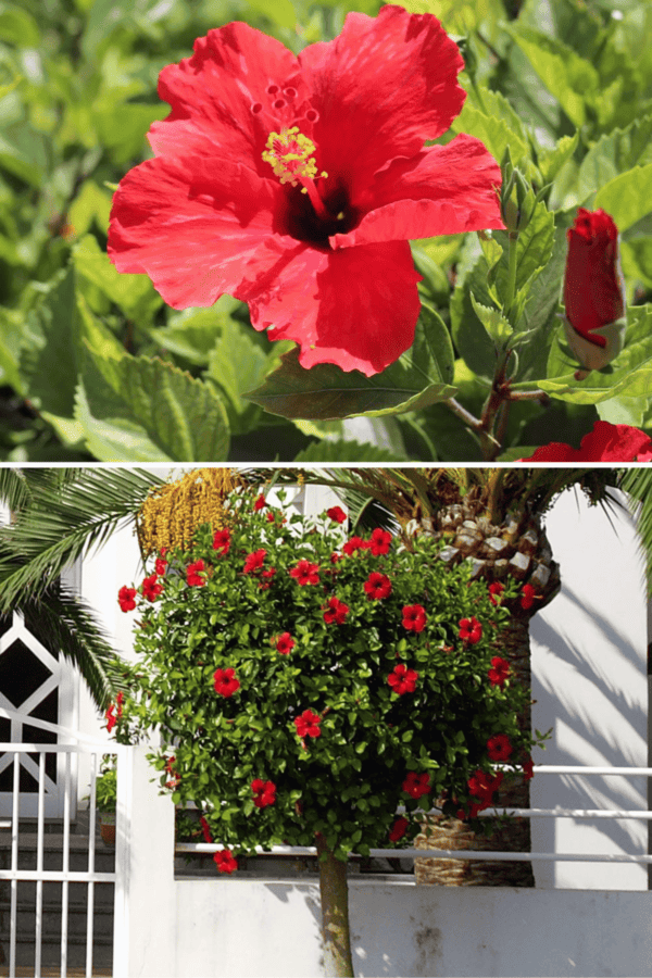 40 Small Flowering Trees That Will Bring Your Yard to Life