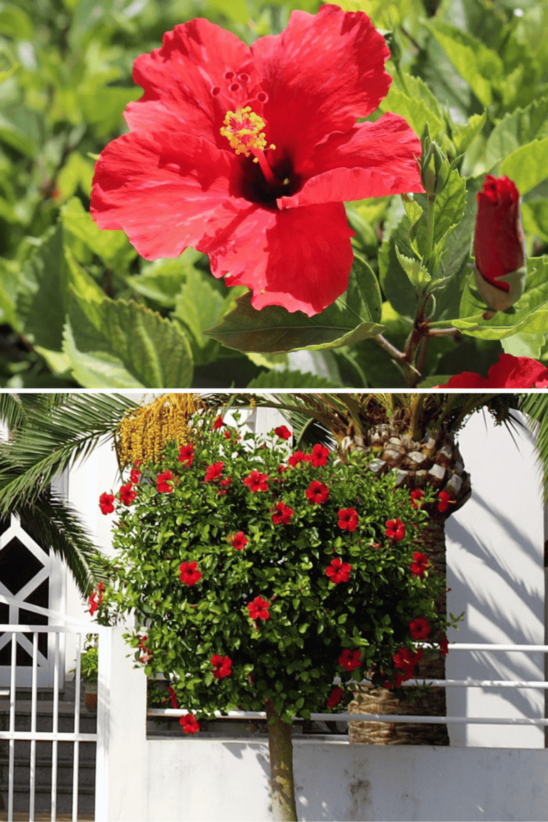 40 Small Flowering Trees That Will Bring Your Yard to Life