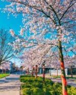 13 Small Trees With Non-Invasive Roots for Courtyards & Backyards