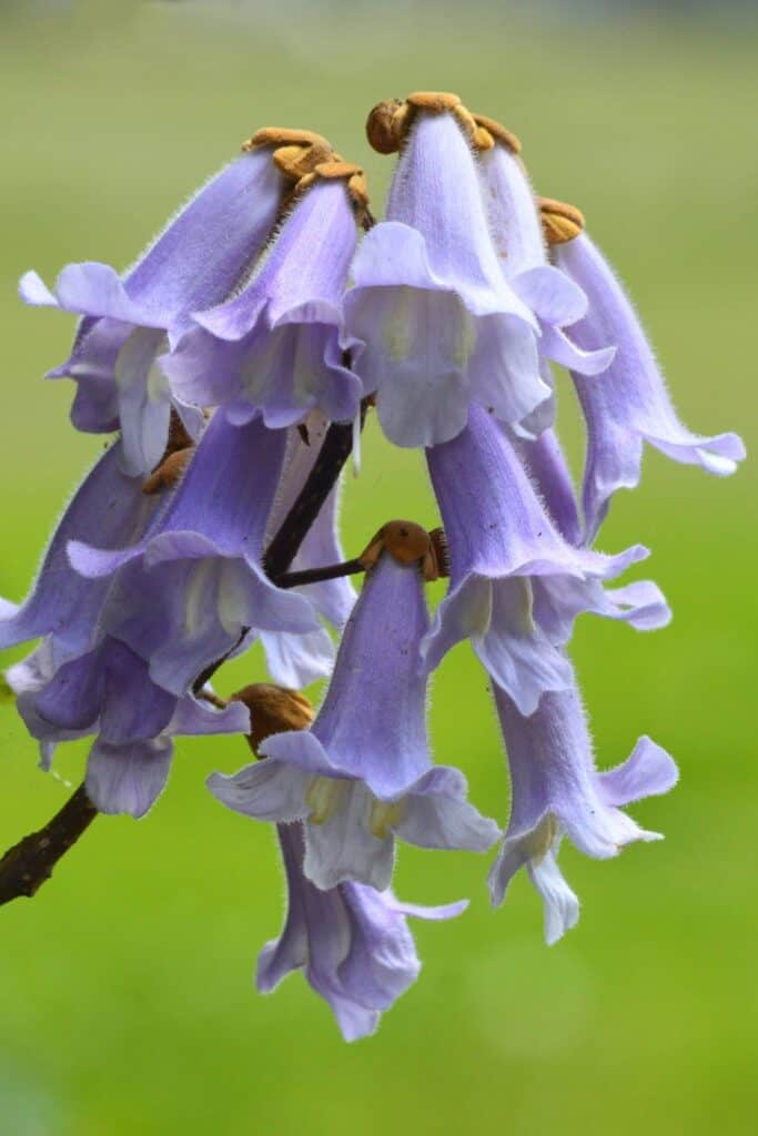 19 Fastest Growing Trees with Growth Rates up to 32 Ft Per Year!