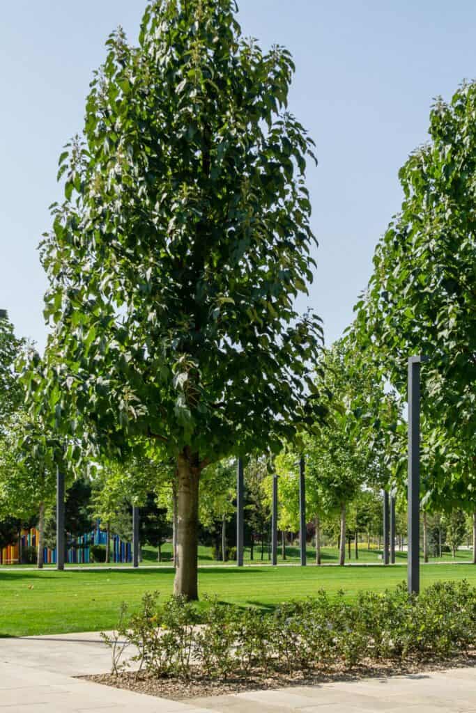 19 Fastest Growing Trees with Growth Rates up to 32 Ft Per Year!