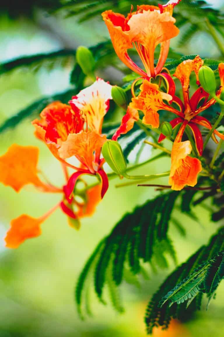 21 Must-Have Spectacular Orange Flowering Trees That Impress