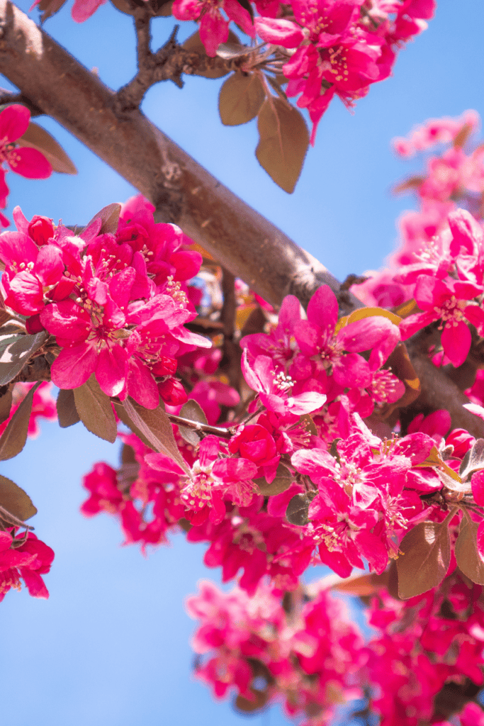 29 Stunning Pink Flowering Trees to Transform Your Garden