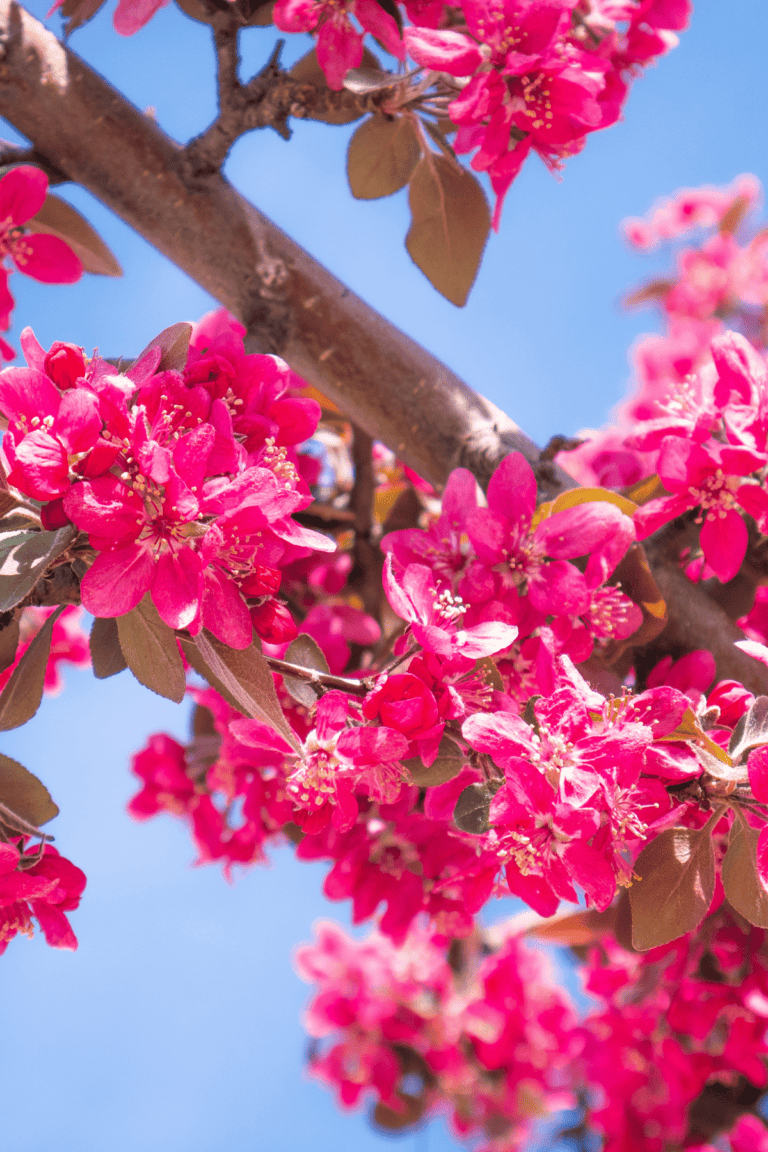 29 Stunning Pink Flowering Trees to Transform Your Garden