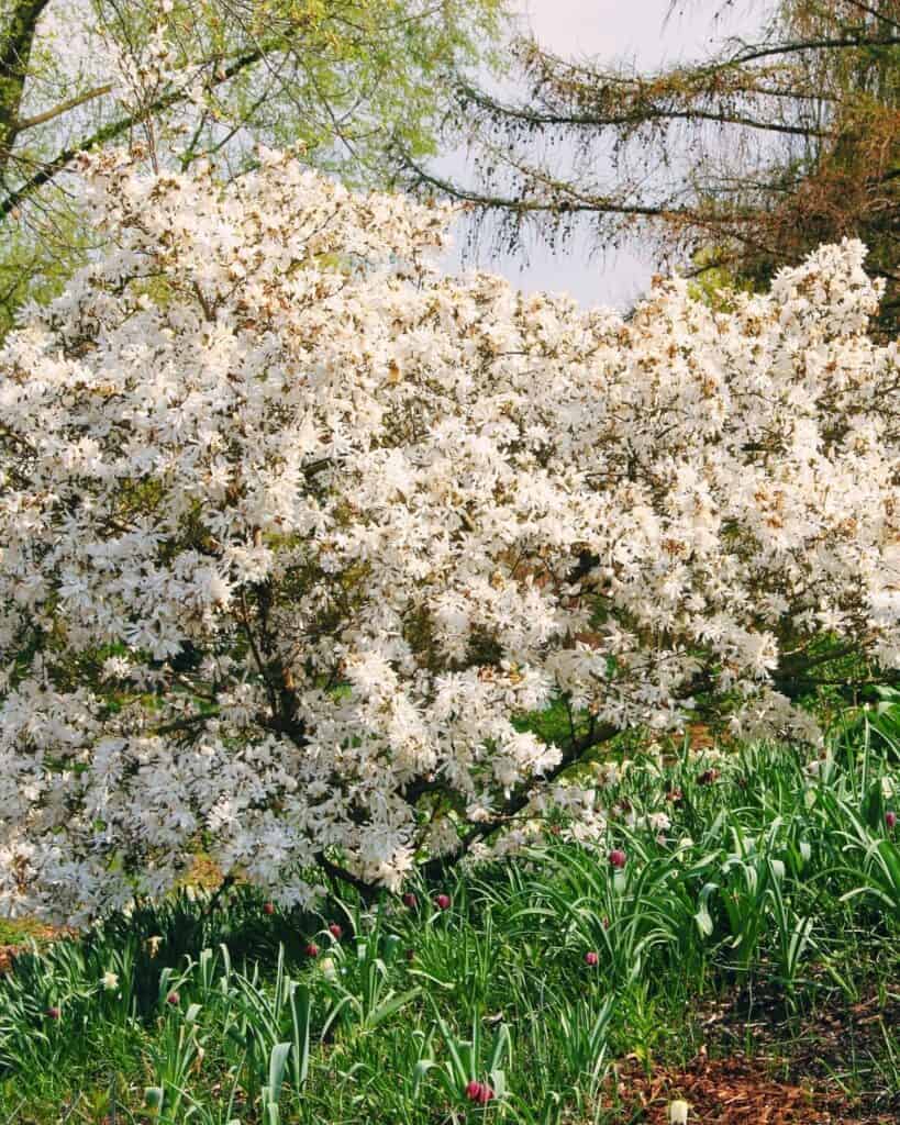 10 Stunning Shrubs & Trees That Flower In Winter
