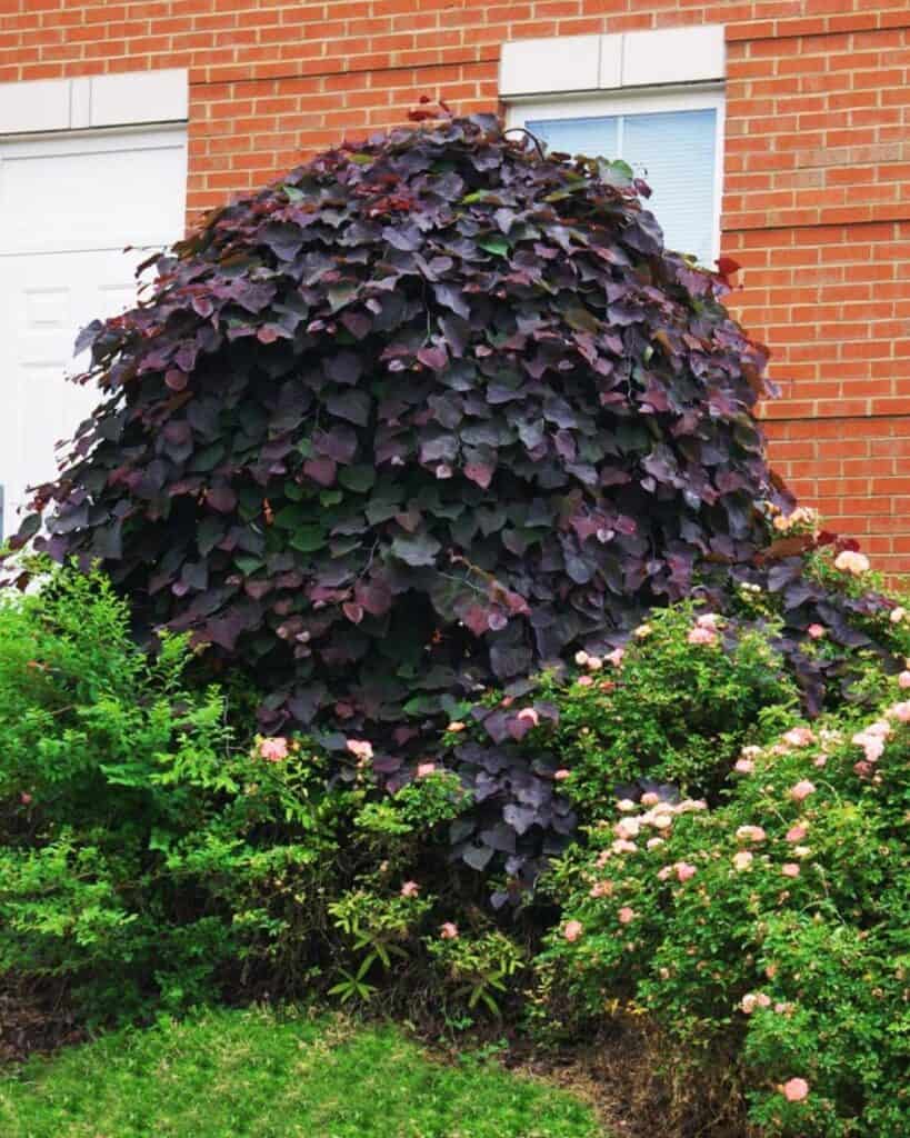 40 Small Flowering Trees That Will Bring Your Yard to Life