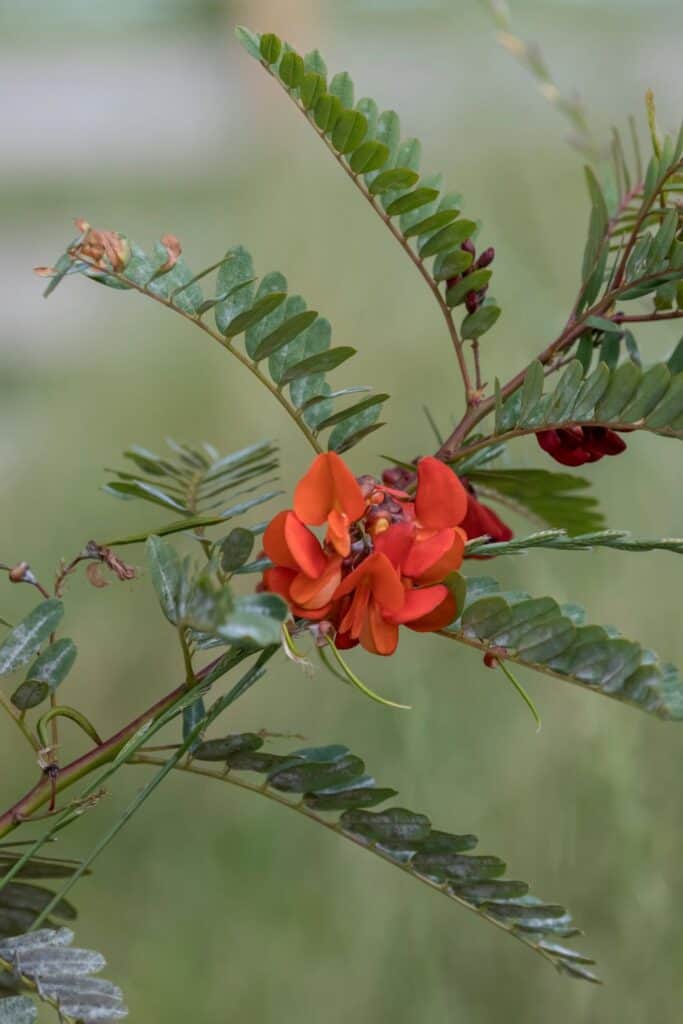 21 Must-Have Spectacular Orange Flowering Trees That Impress