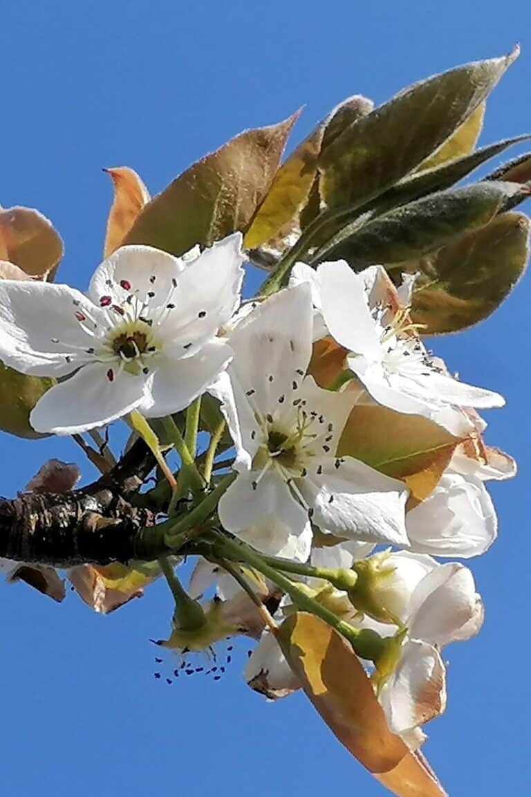 14 Fastest Growing Pear Trees That Bear Fruit Quickly (1st Year)