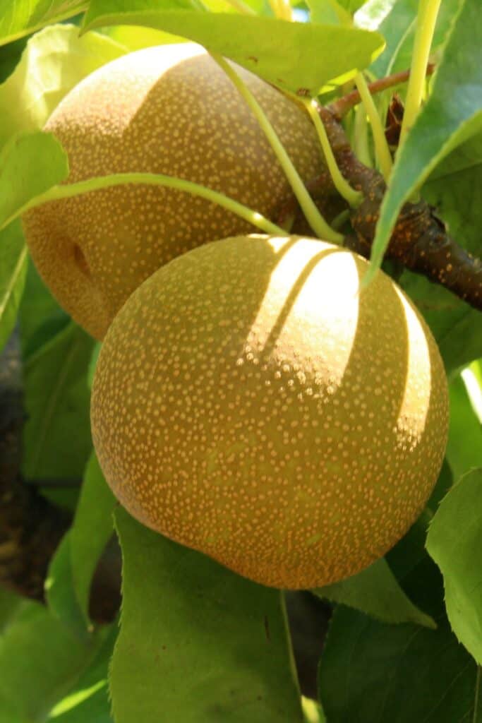 14 Fastest Growing Pear Trees That Bear Fruit Quickly (1st Year)