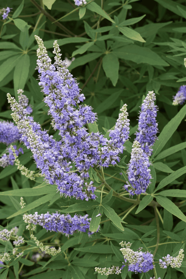 29 Enchanting Purple Flowering Trees to Brighten Your Landscape