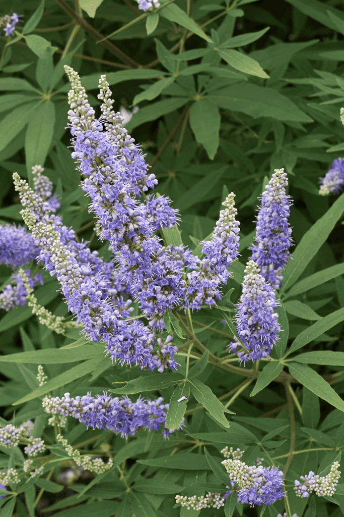 29 Enchanting Purple Flowering Trees to Brighten Your Landscape