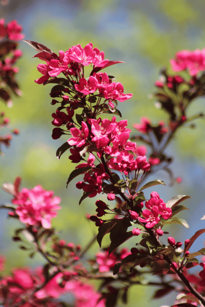 29 Stunning Pink Flowering Trees to Transform Your Garden