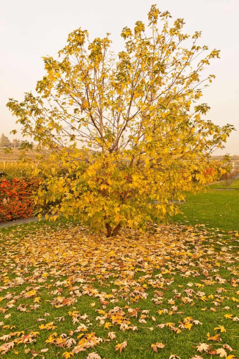 7 Fast-Growing Privacy Trees - Up to 8 Feet Growth per Year