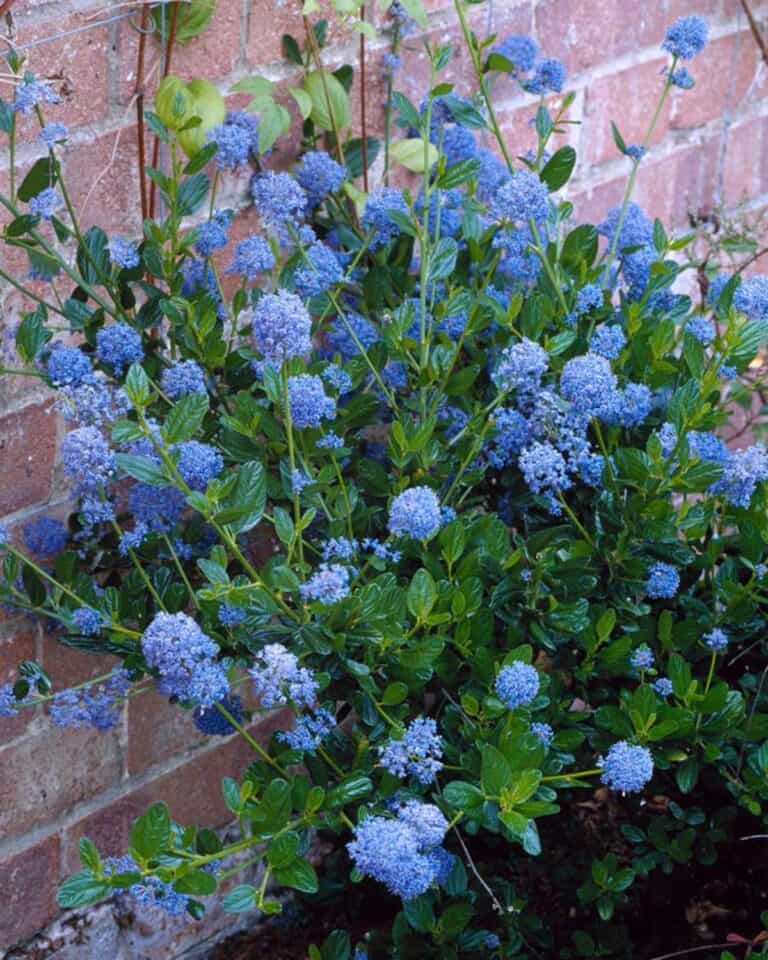 12 Stunning Blue Flowering Trees for Your Garden